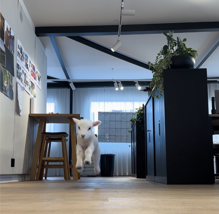 Top Dogs of Marketing: Bear, Byrdie, Bella and Lady Baabaa from ...